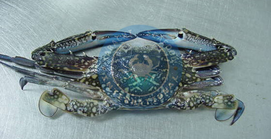 Karachi Seafood International - Fish Exporter