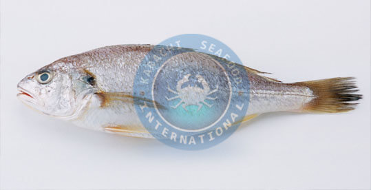 Karachi Seafood International - Fish Exporter