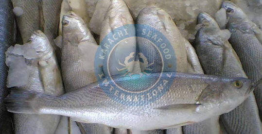 Karachi Seafood International - Fish Exporter