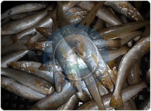 Fish Products - Karachi Seafood International